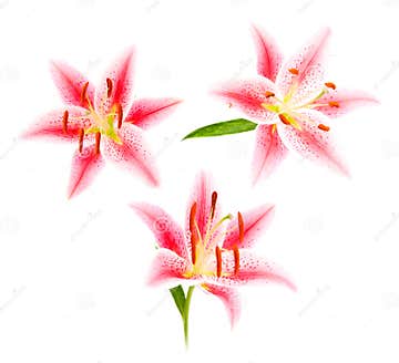 Three bright lily flowers stock photo. Image of plant - 2828912