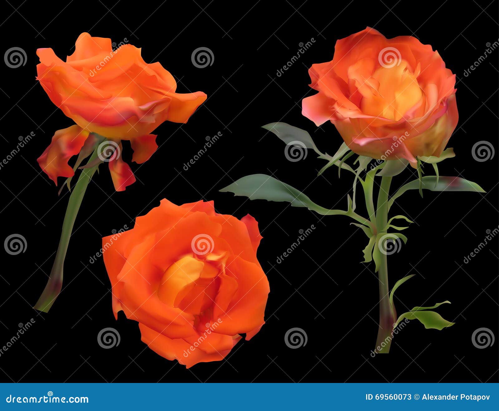 Three Bright Orange Rose Flowers Isolated on Black Stock Vector ...