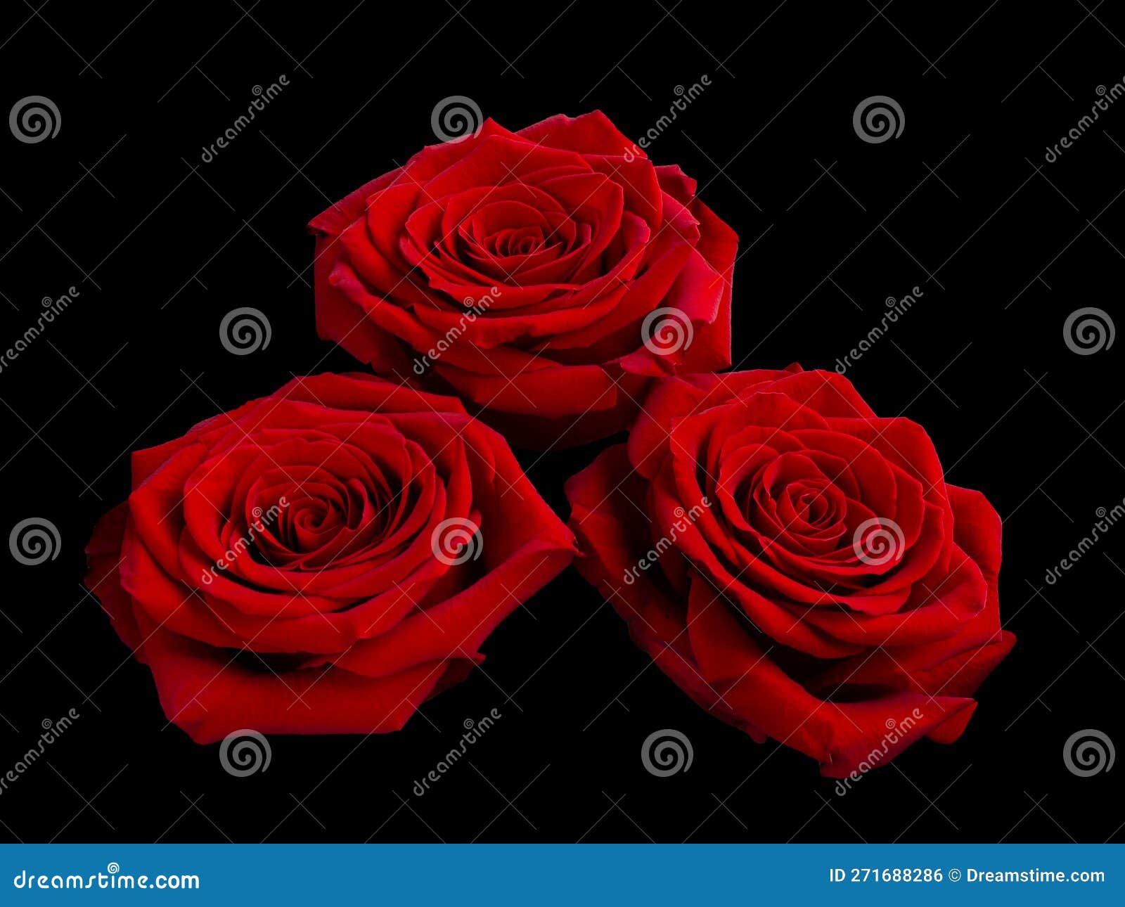 Three Bright Red Roses on White Background Stock Photo - Image of ...