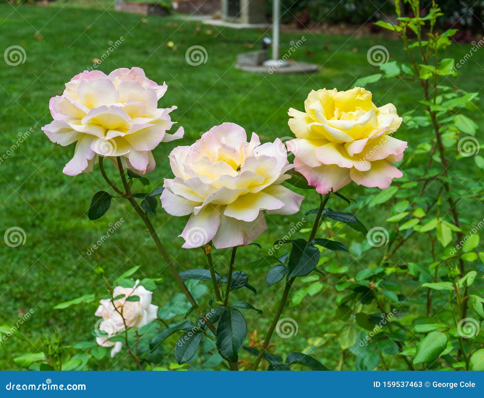 Three Bright Roses stock image. Image of nature, flora - 159537463