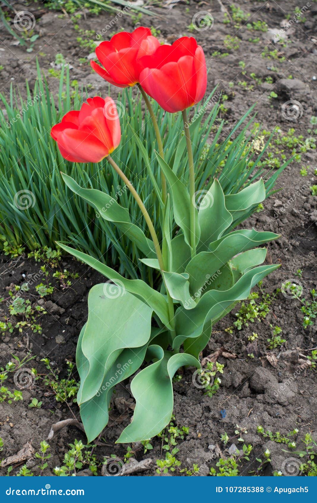 Three Bright Red Flowers of Tulips Stock Photo - Image of maroon ...