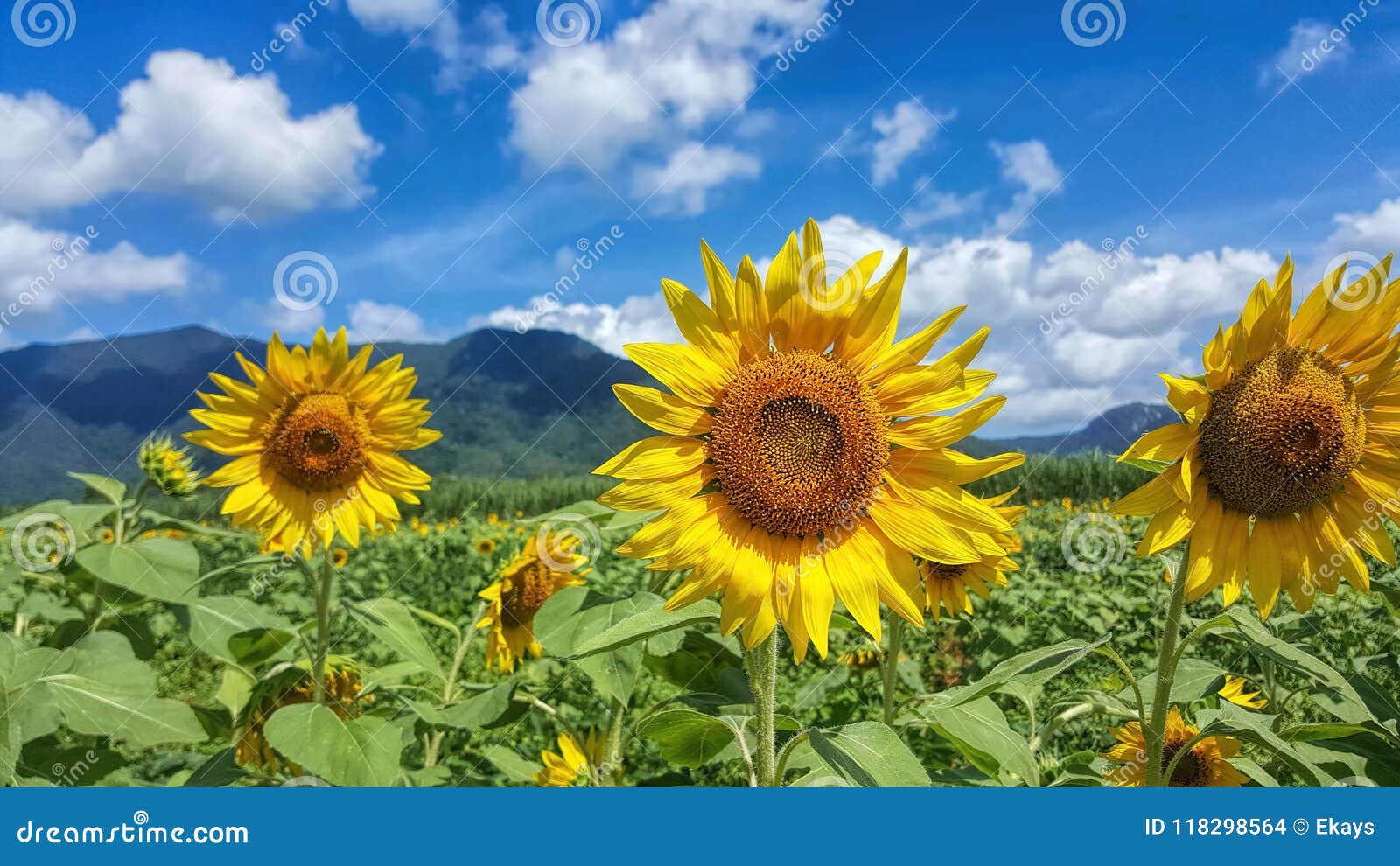 Three bright sunflowers stock photo. Image of scene - 118298564