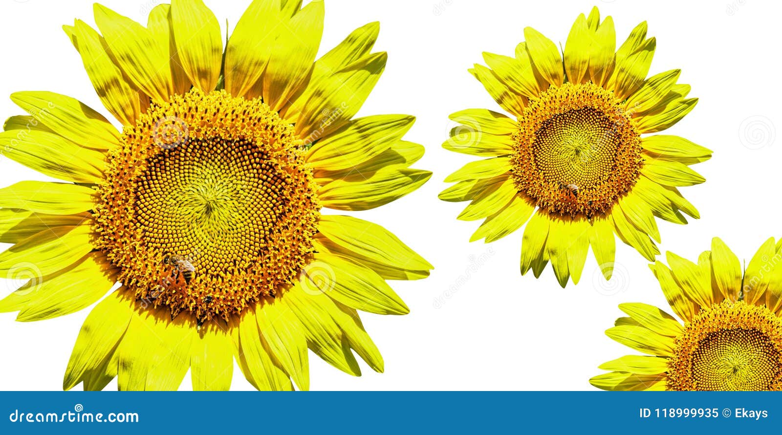 Three bright sunflowers stock image. Image of isolated - 118999935