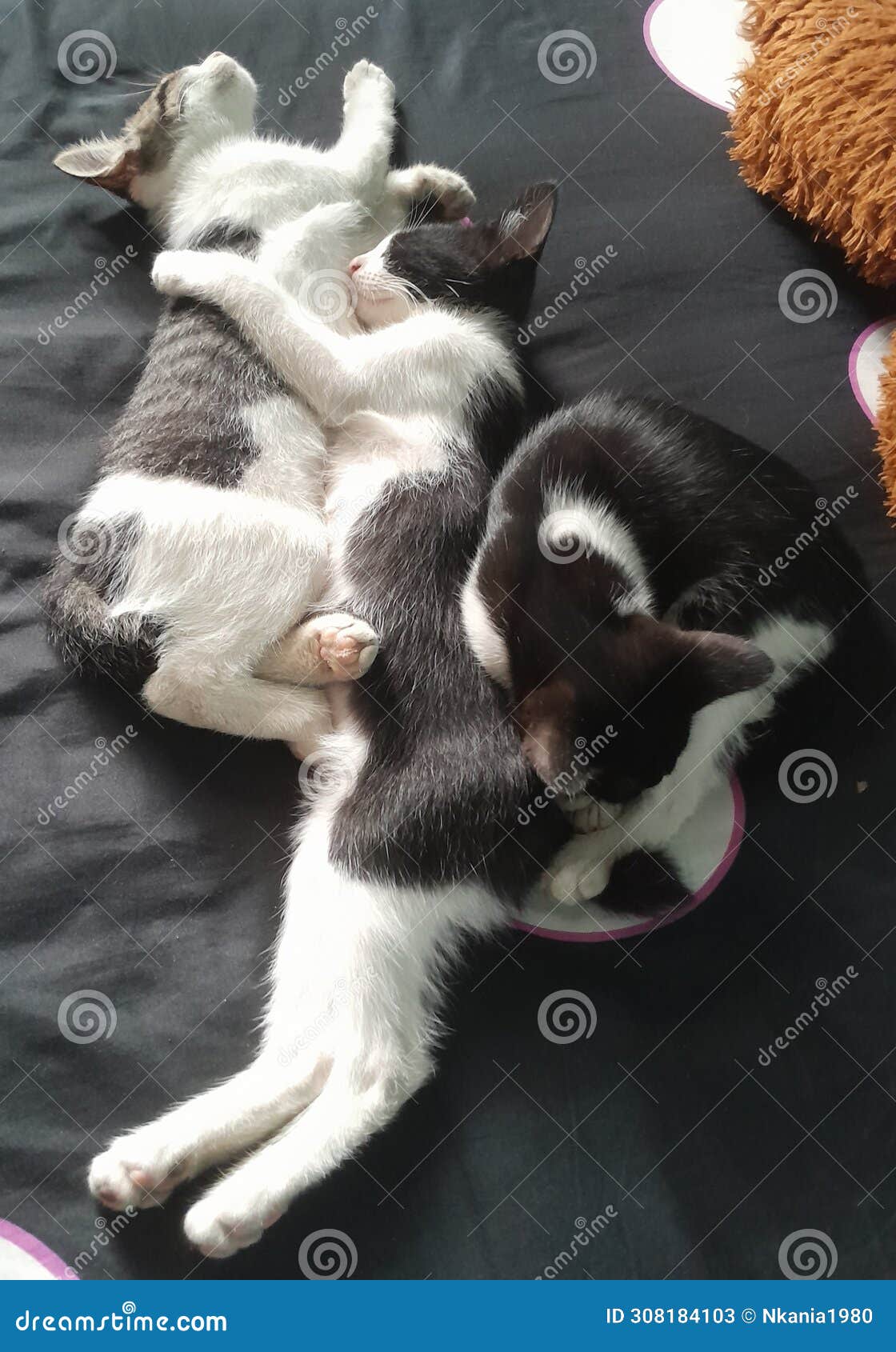 Three Brother Cats Cute and Beautiful Stock Image - Image of cute, cats ...