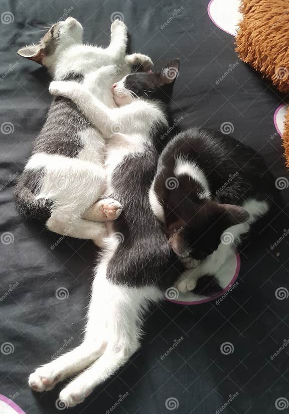 Three Brother Cats Cute and Beautiful Stock Image - Image of cute, cats: 308184103