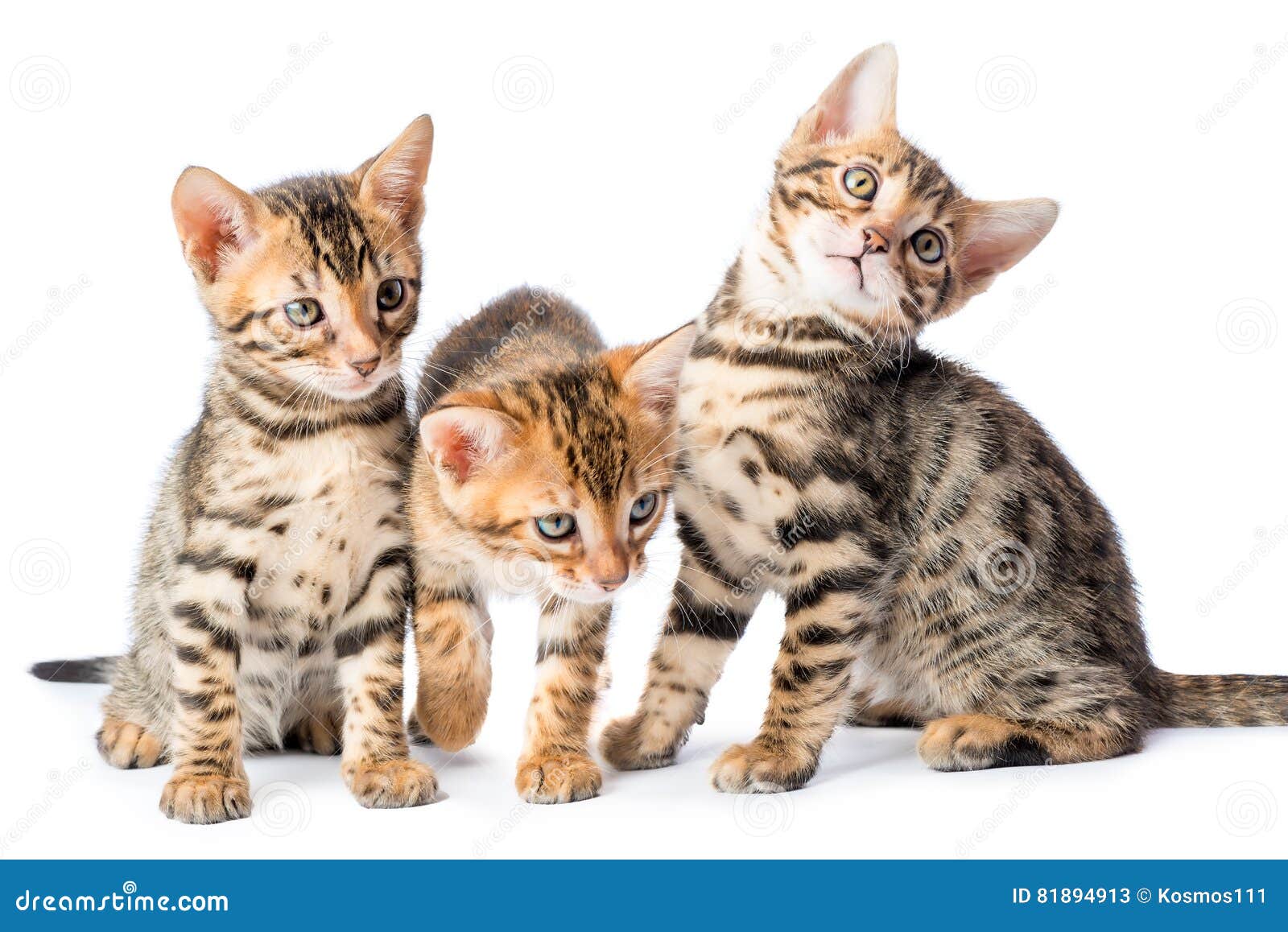 Three Brothers Kitten, Portrait on a White Stock Image - Image of ...