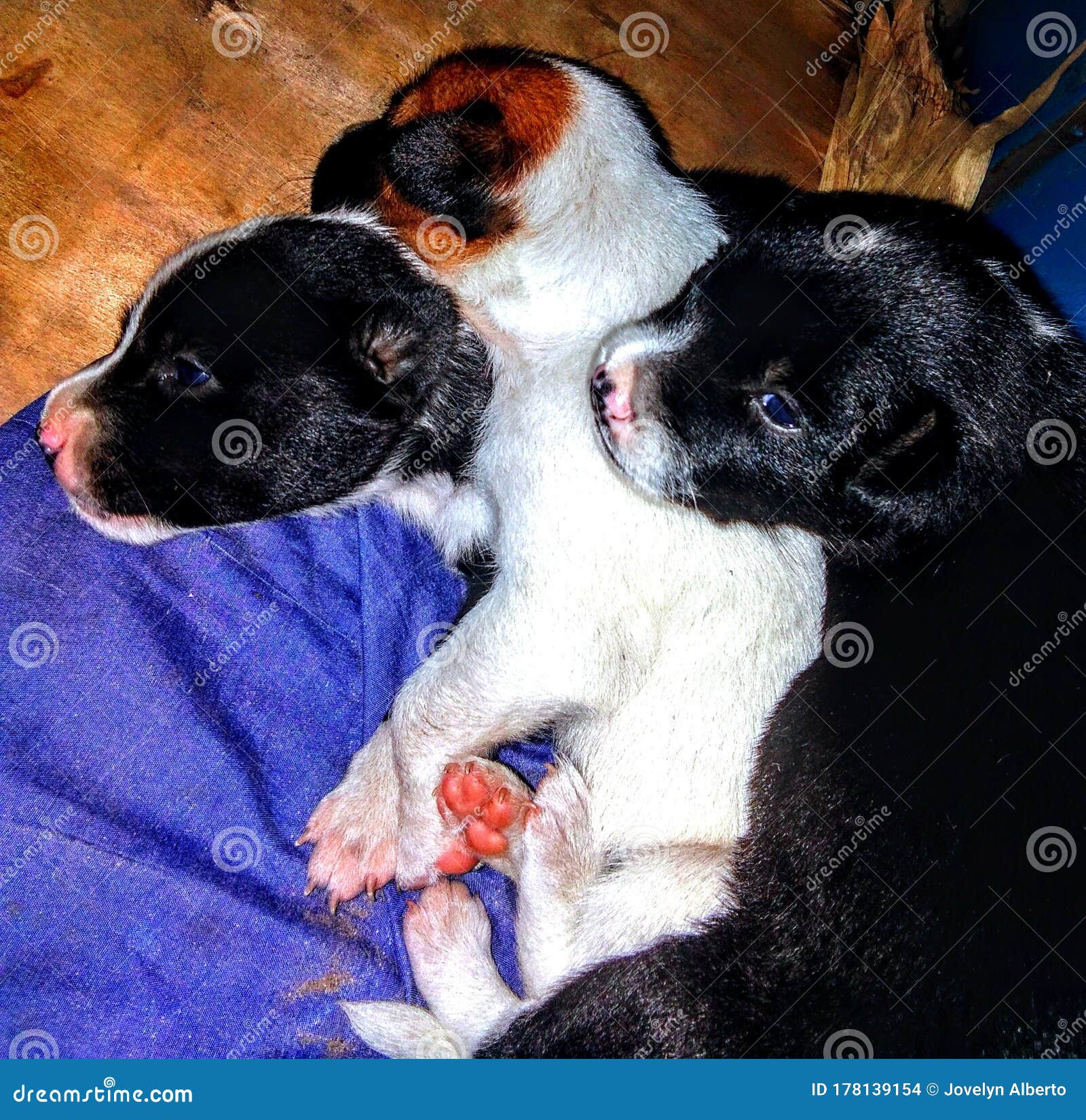 Triplets Dog are sweet stock photo. Image of brothers - 178139154