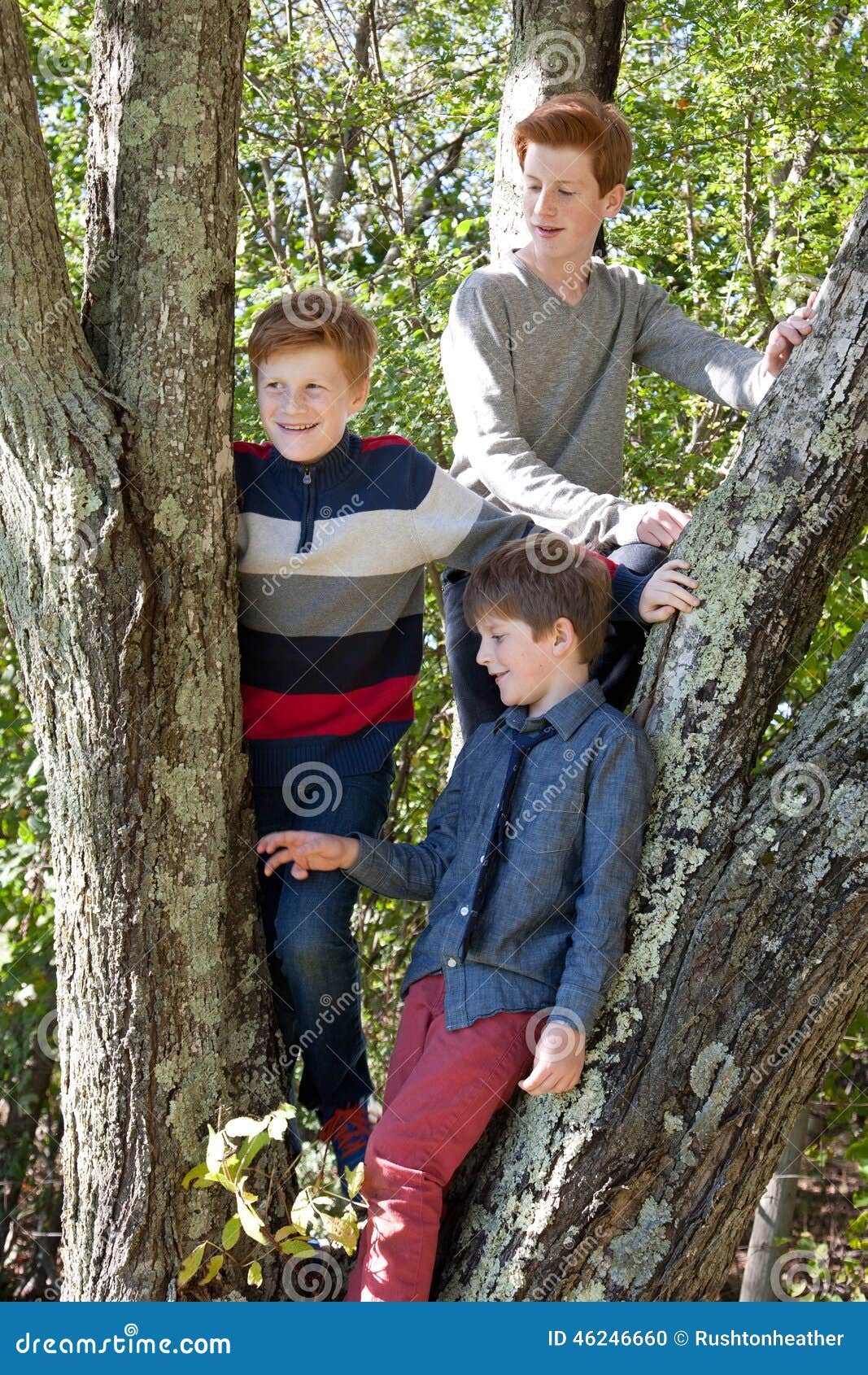 Three brothers on a tree stock photo. Image of playful - 46246660