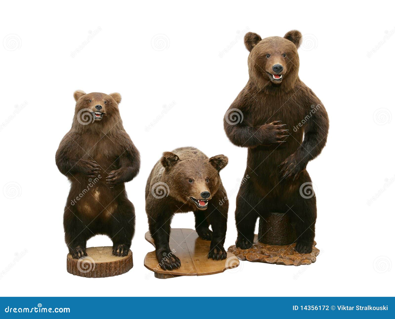 Three brown bears stock photo. Image of adorable, habitat - 14356172
