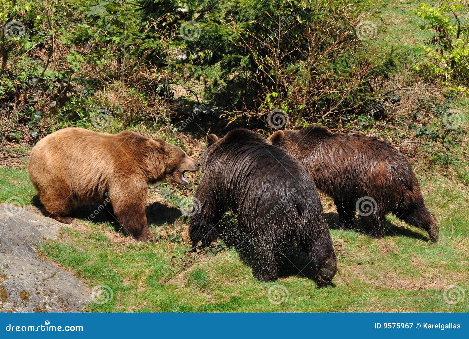 Three Brown Bears in Conflict Stock Image - Image of bear, tumble: 9575967