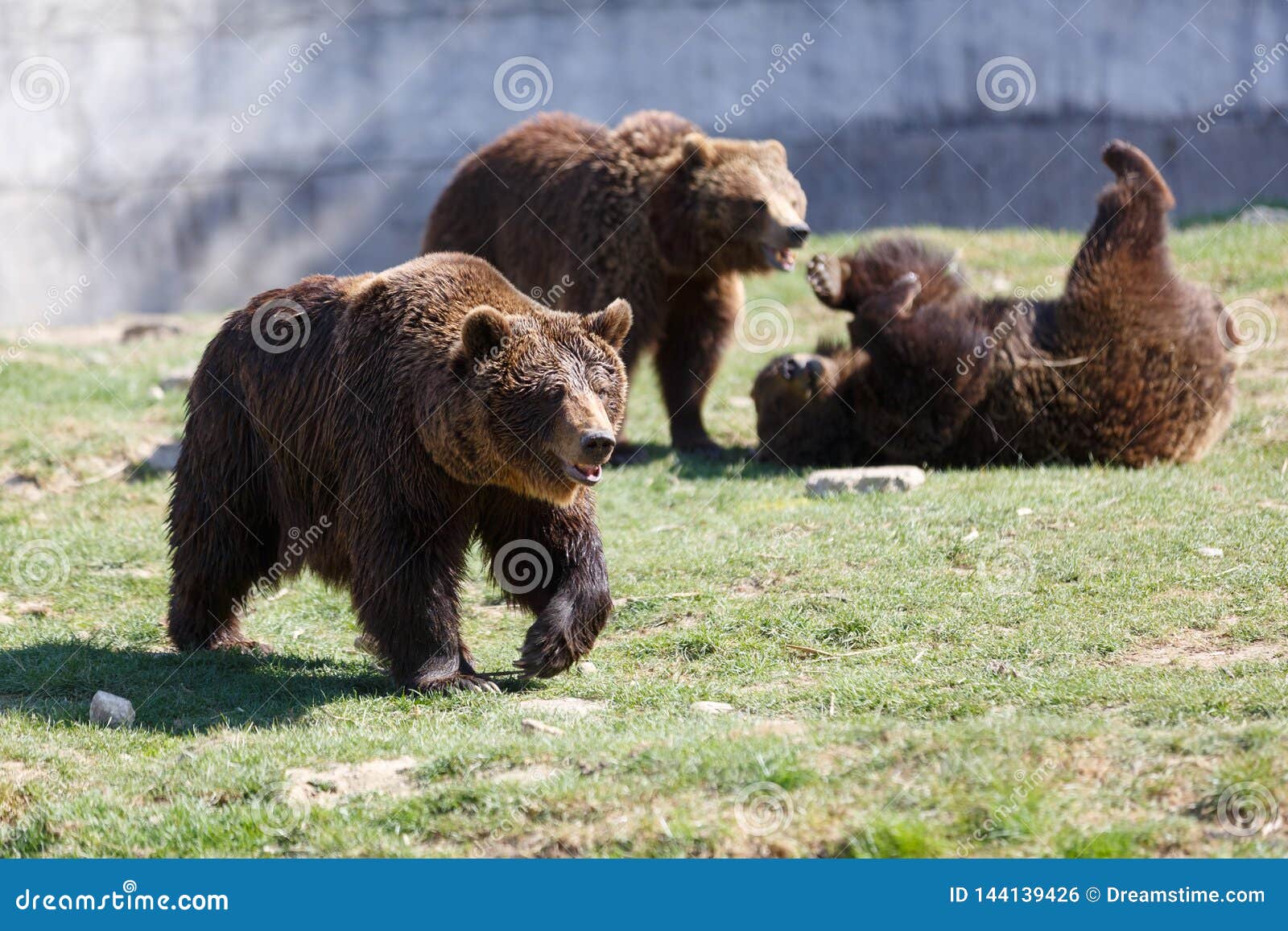 Three Brown Bears Playing on the Grass Stock Photo - Image of cute ...