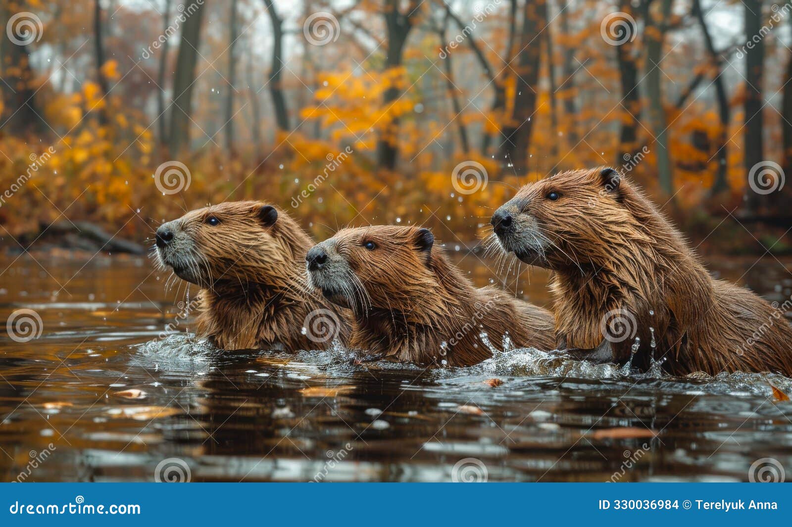 Three Brown Beavers are Swimming in a River. the Water is Murky and the ...