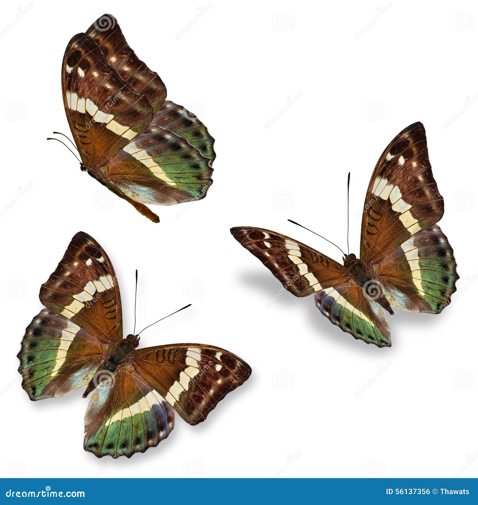 Three brown butterfly stock photo. Image of migrant, summer - 56137356