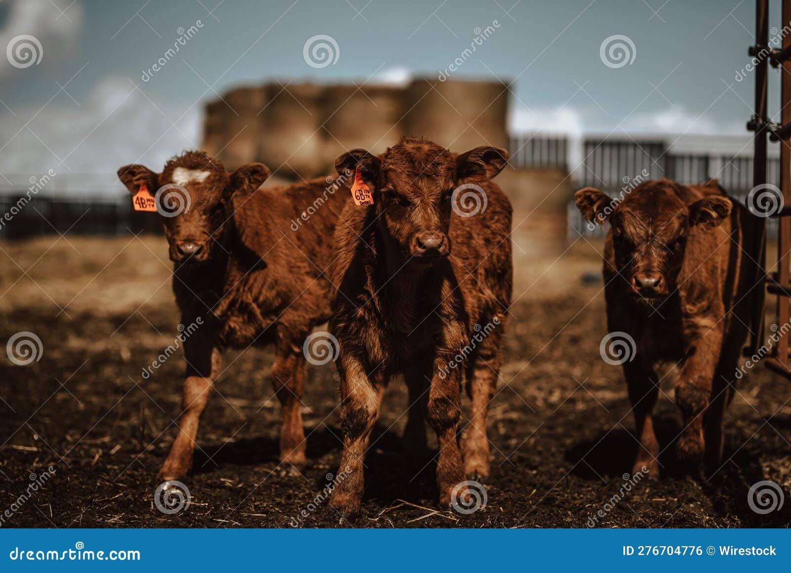 Three Brown Calves Standing in a Rural Setting. Stock Photo - Image of ...