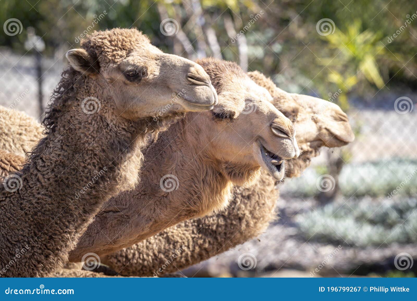 Two Camels Are Sitting Next To Each Other In The Park Royalty-Free ...