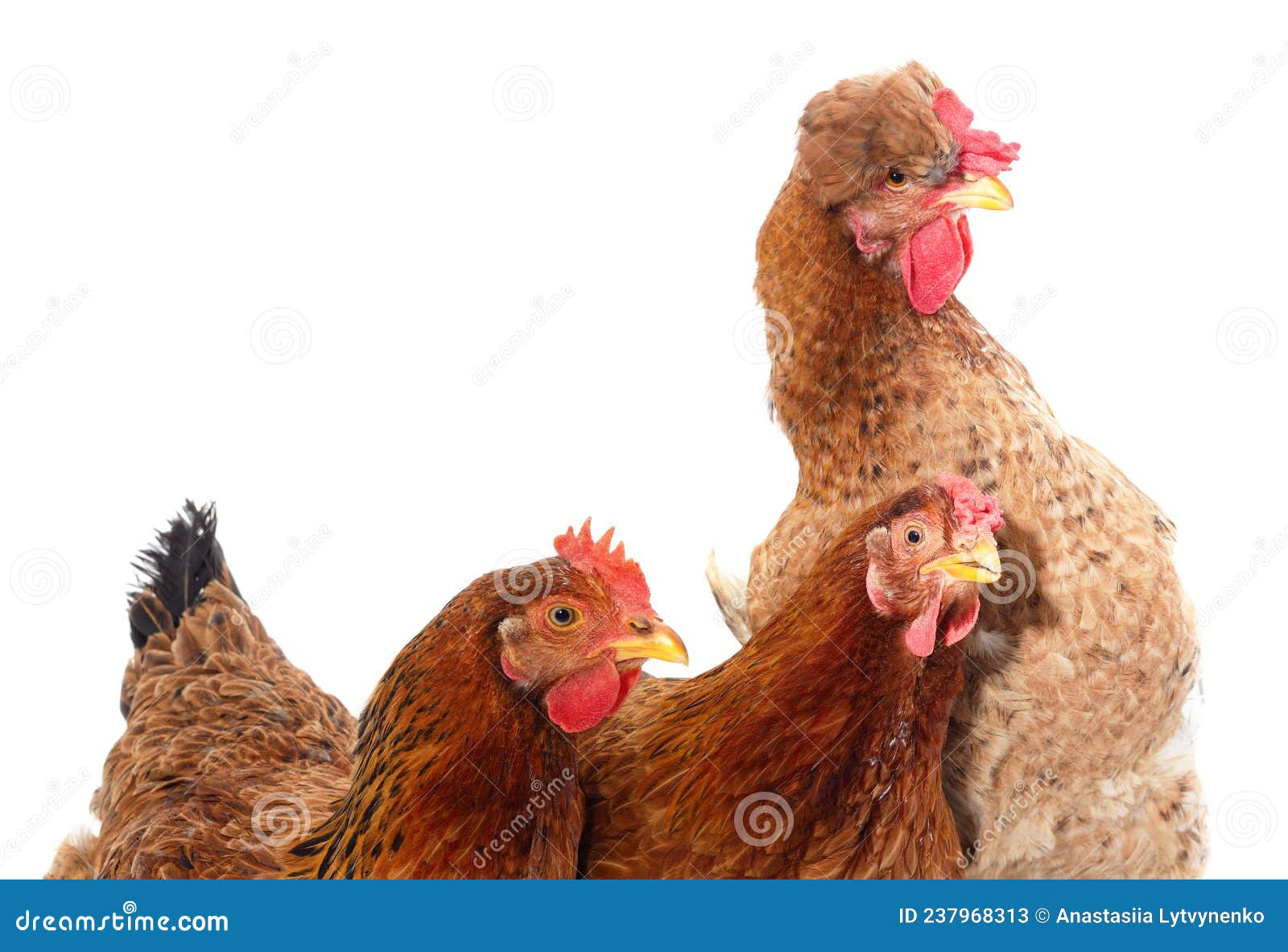 Three brown chickens stock image. Image of lawn, coop - 237968313