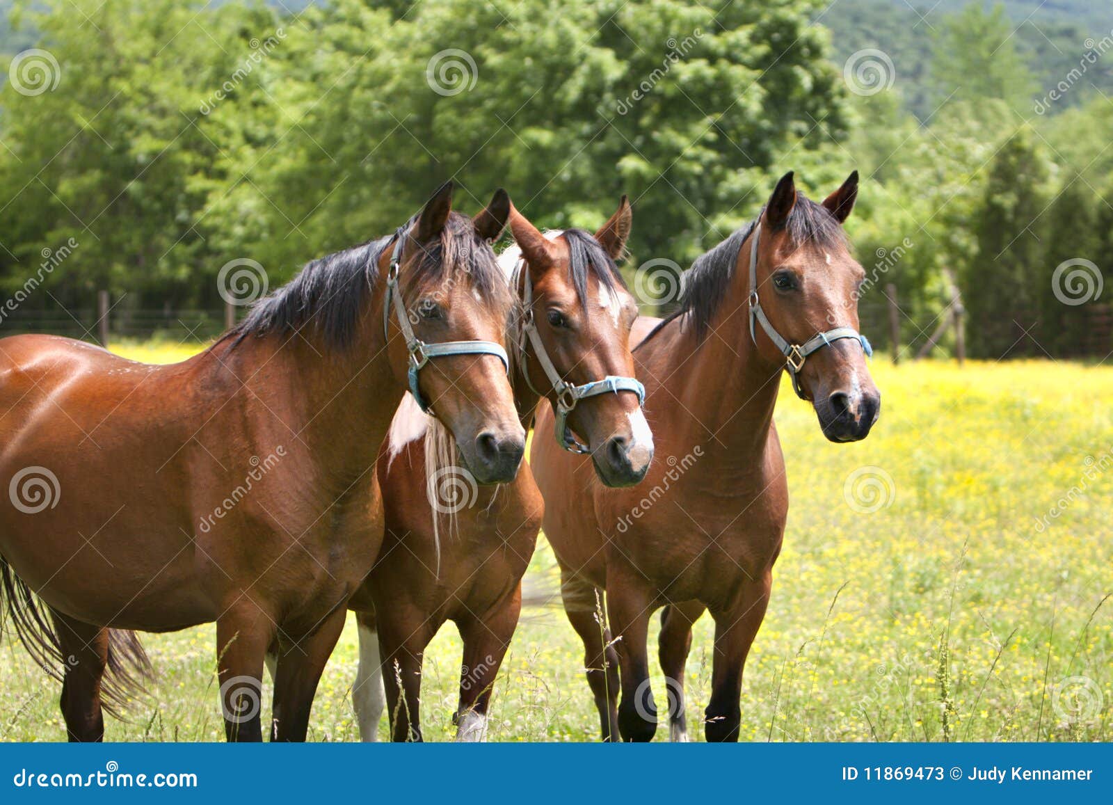 Three Brown Horses in Pasture Stock Image - Image of gallop, flowers ...