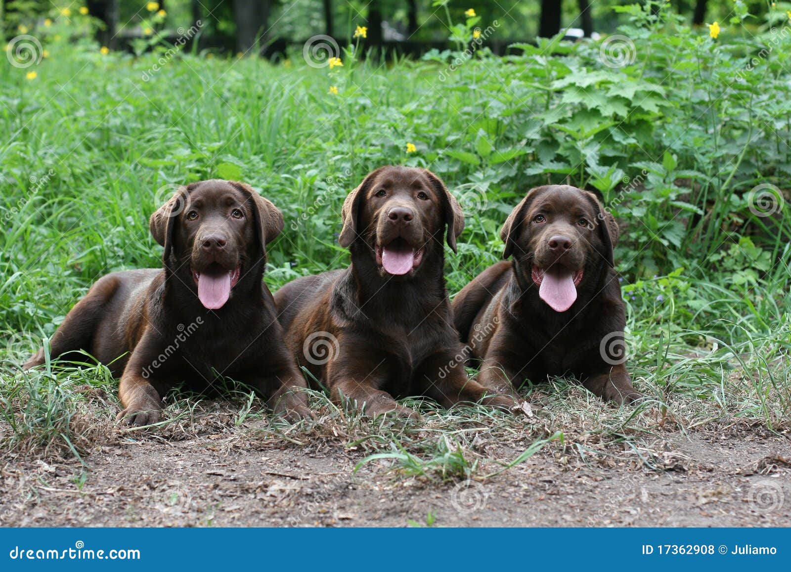 Three Brown Labradors on the Grass Stock Photo - Image of confidence ...