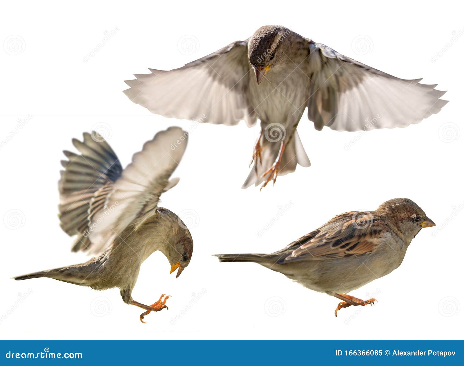 Three Brown Sparrows on White Background Stock Image - Image of freedom ...