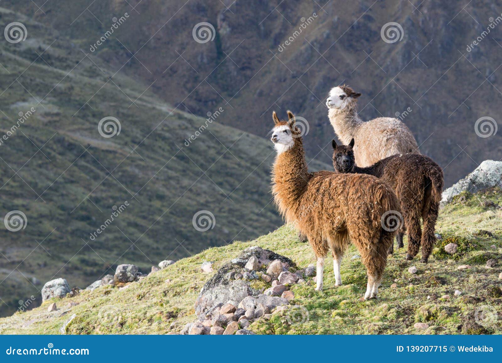 Three Alpacas on Mountain in Peru Stock Image - Image of mountain ...