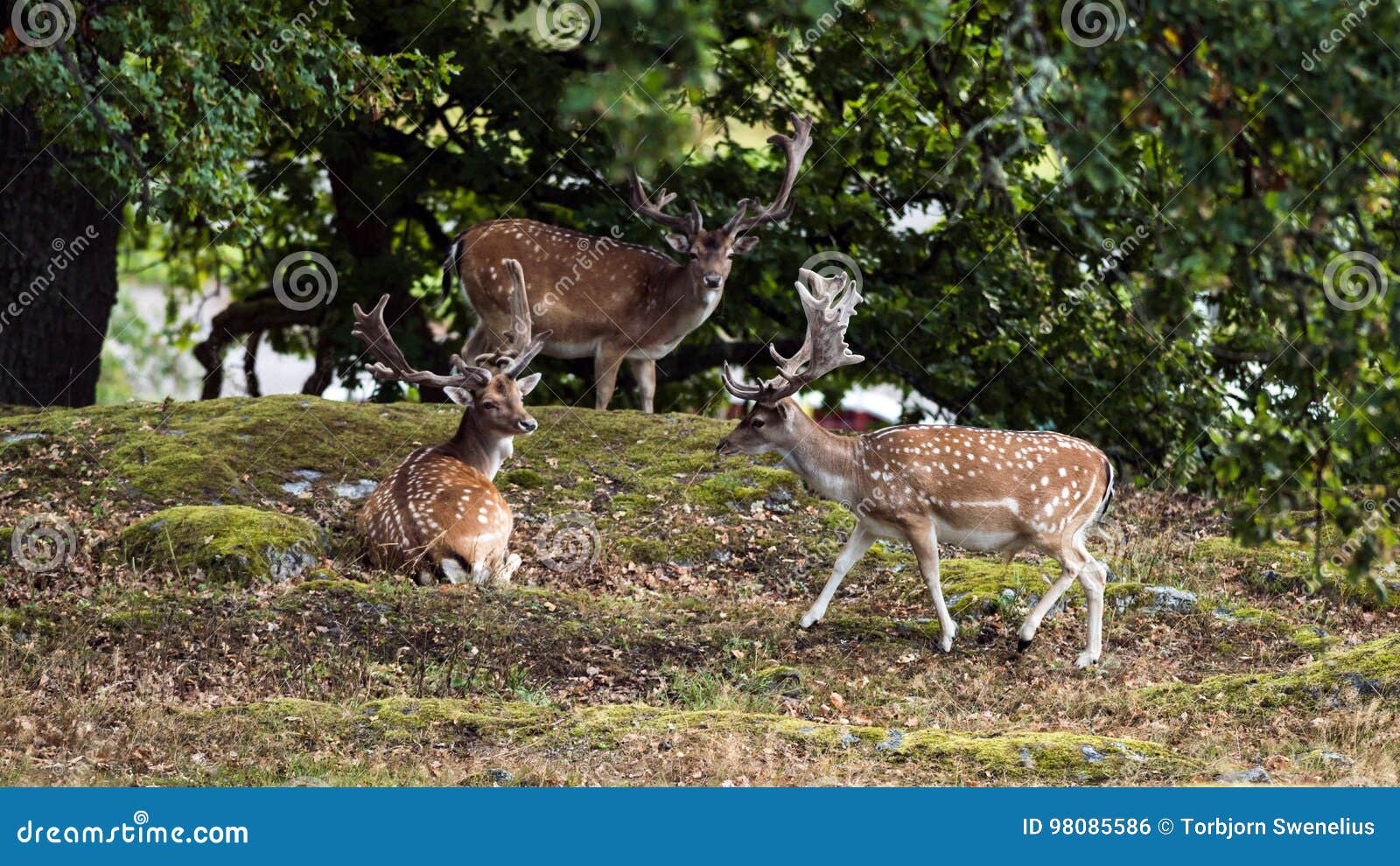 Three Bucks stock photo. Image of antlers, cloven, palmate - 98085586