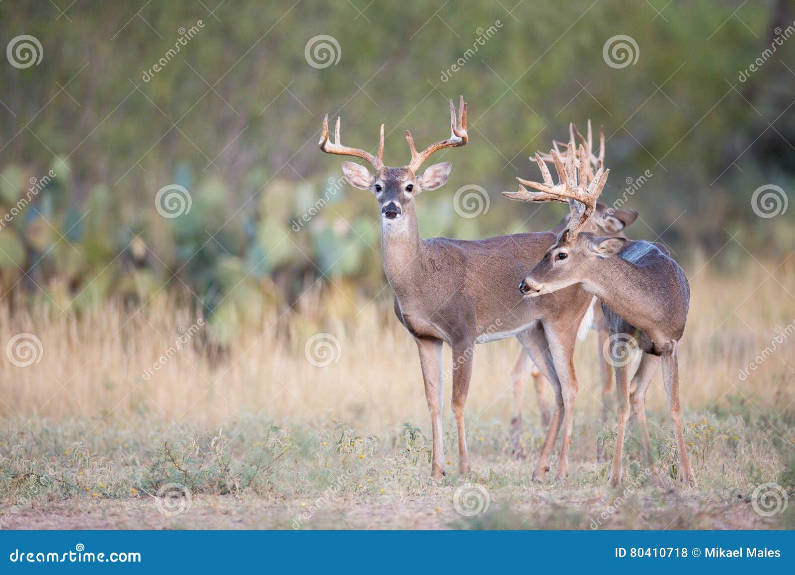 Three Bucks Looking for Doe Stock Photo - Image of boone, cover: 80410718