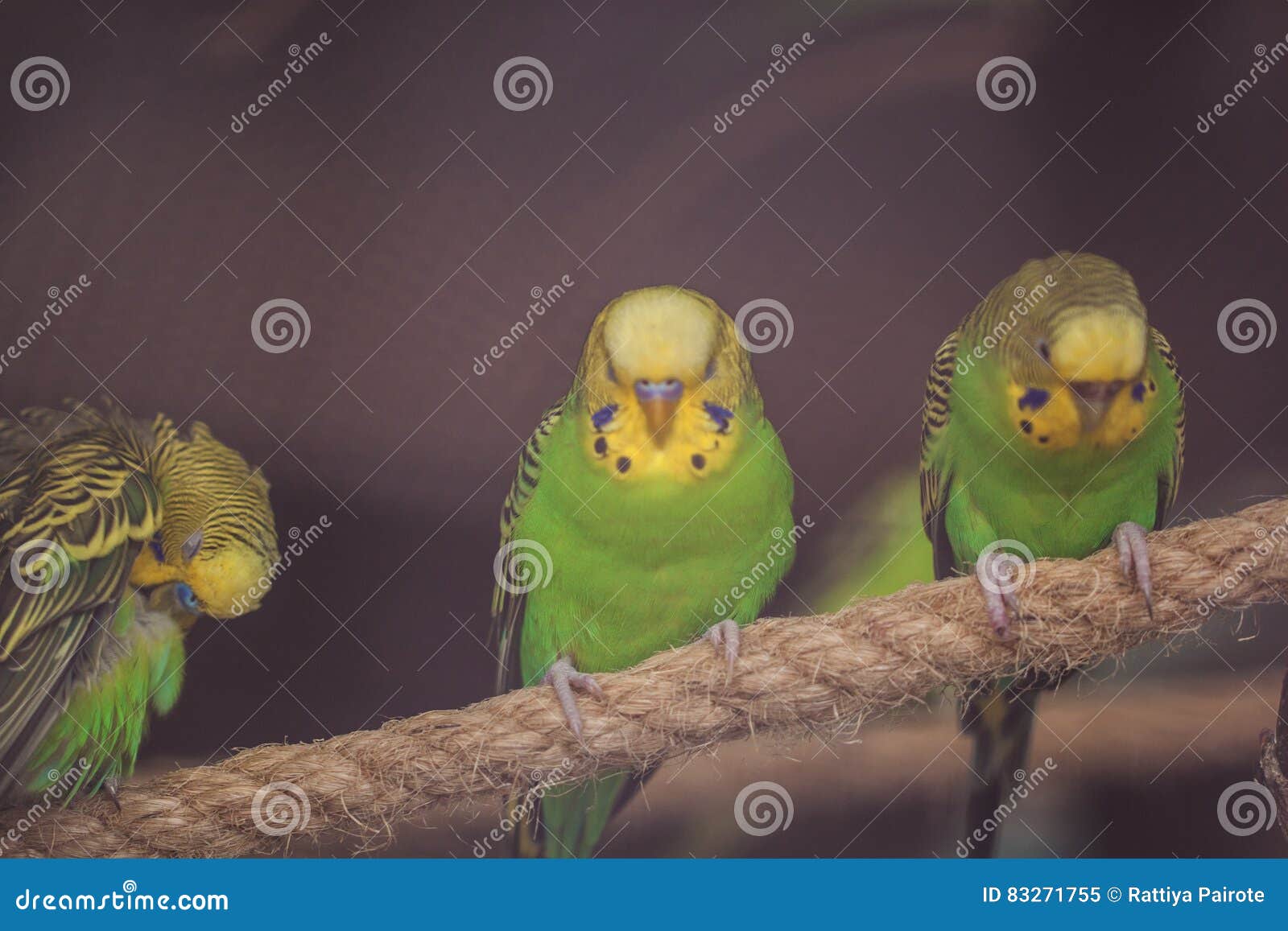 Three budgies stock image. Image of portrait, parrot - 83271755