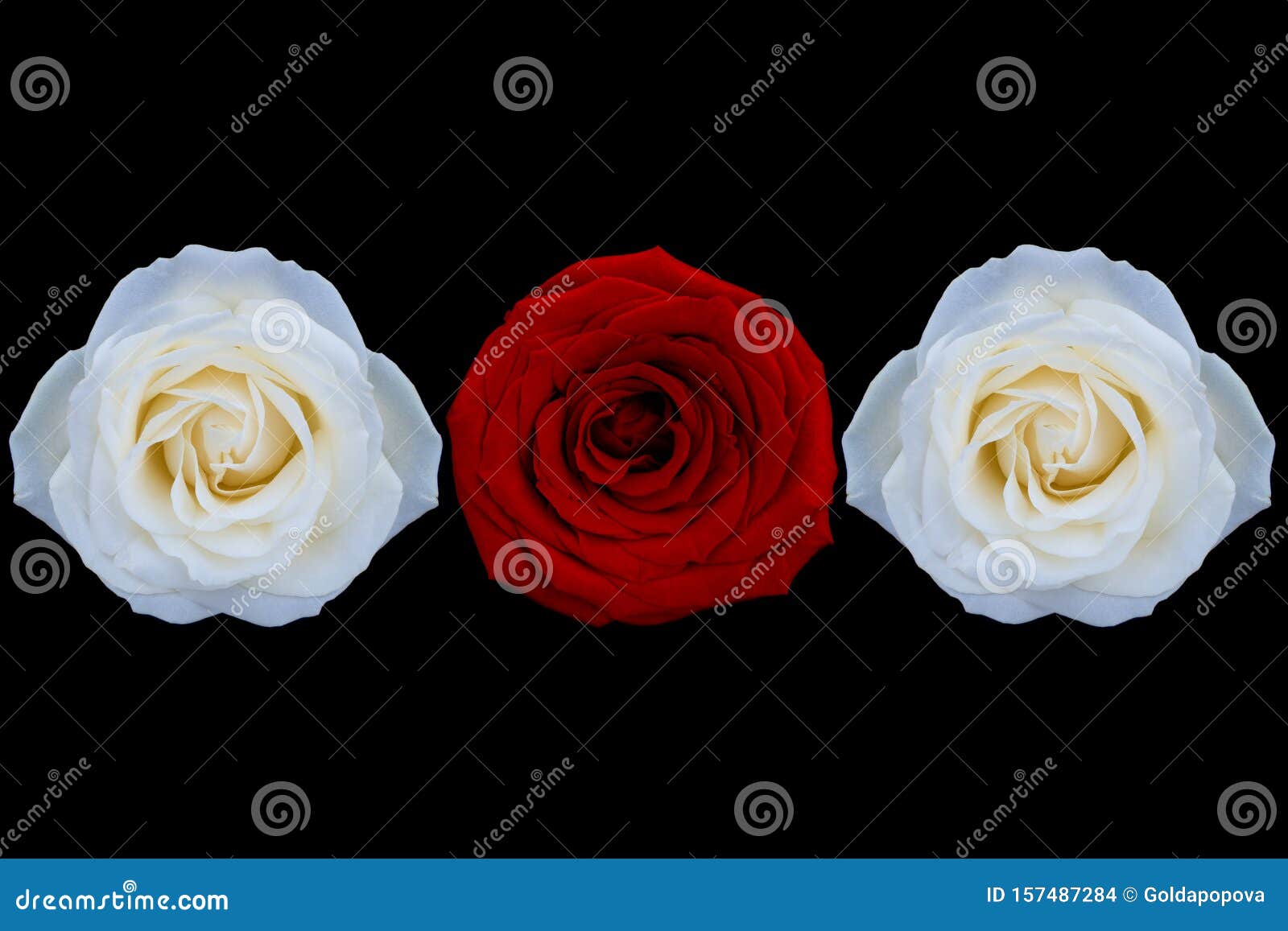 Three Buds of Red and White Roses Close-up. Isolated on a Black ...