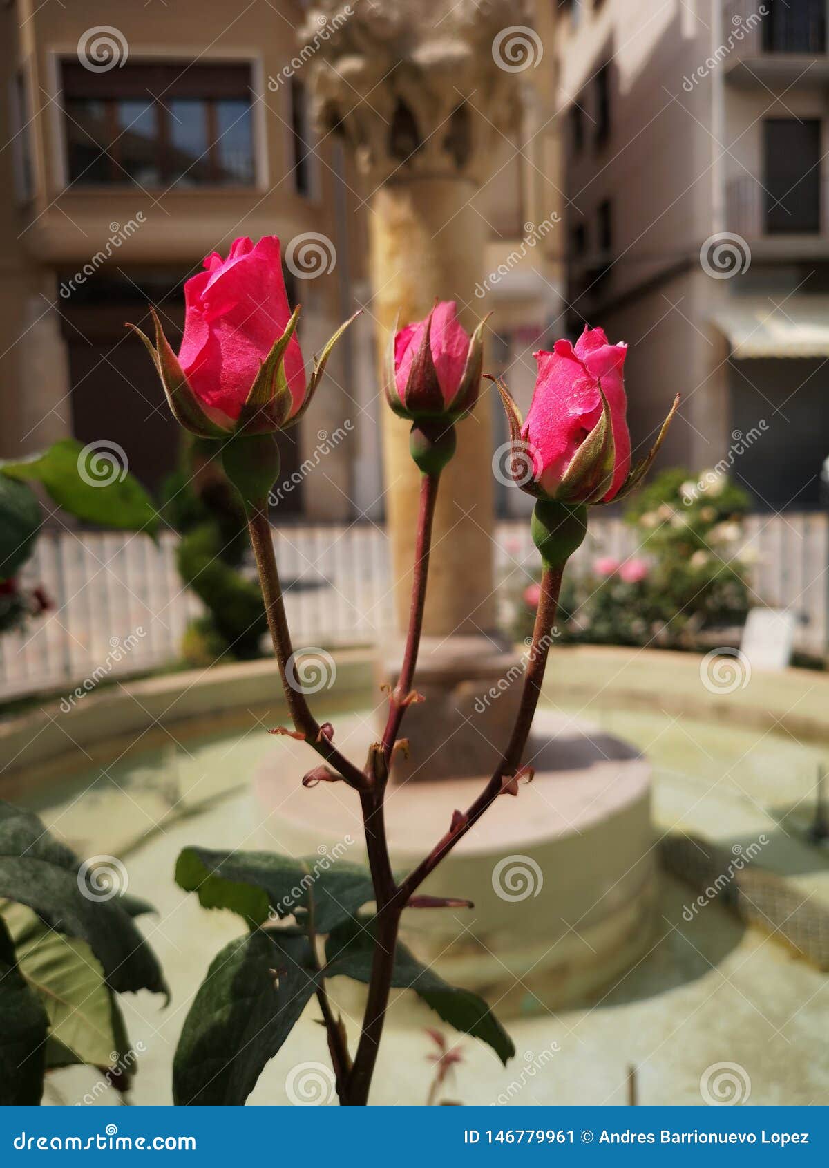Three buds of roses stock image. Image of rose, gift - 146779961
