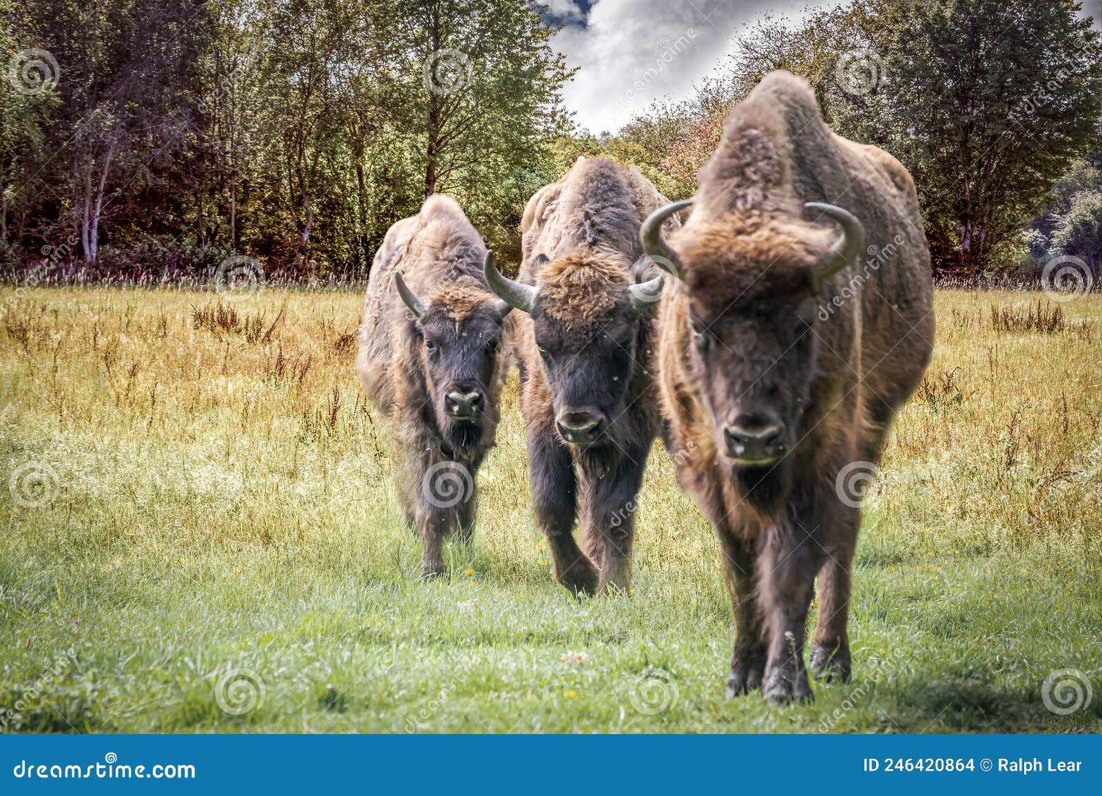 Three Bison Walking through a Field Stock Photo - Image of wildlife ...