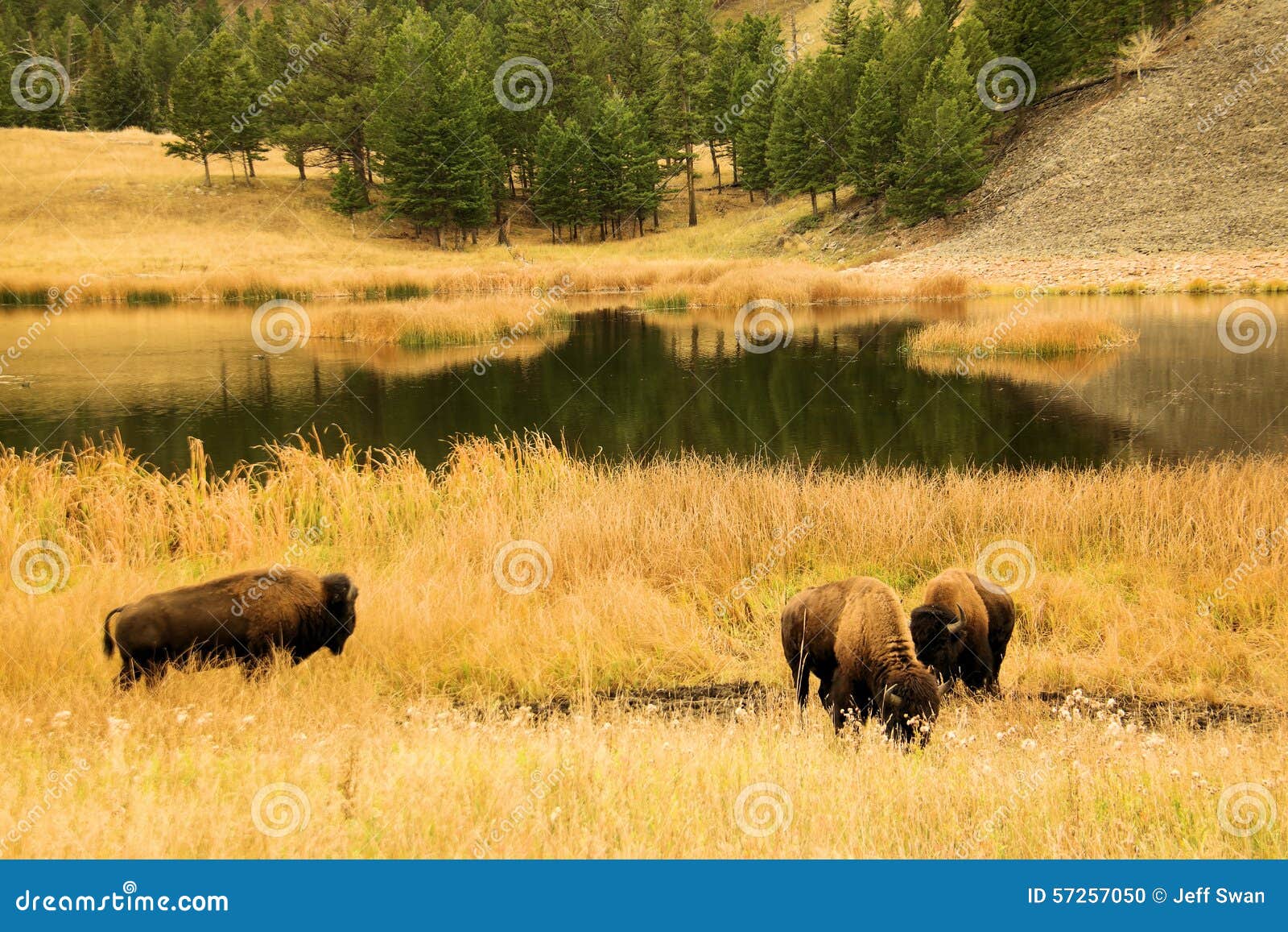 Three buffalo grazing stock photo. Image of legged, horns - 57257050