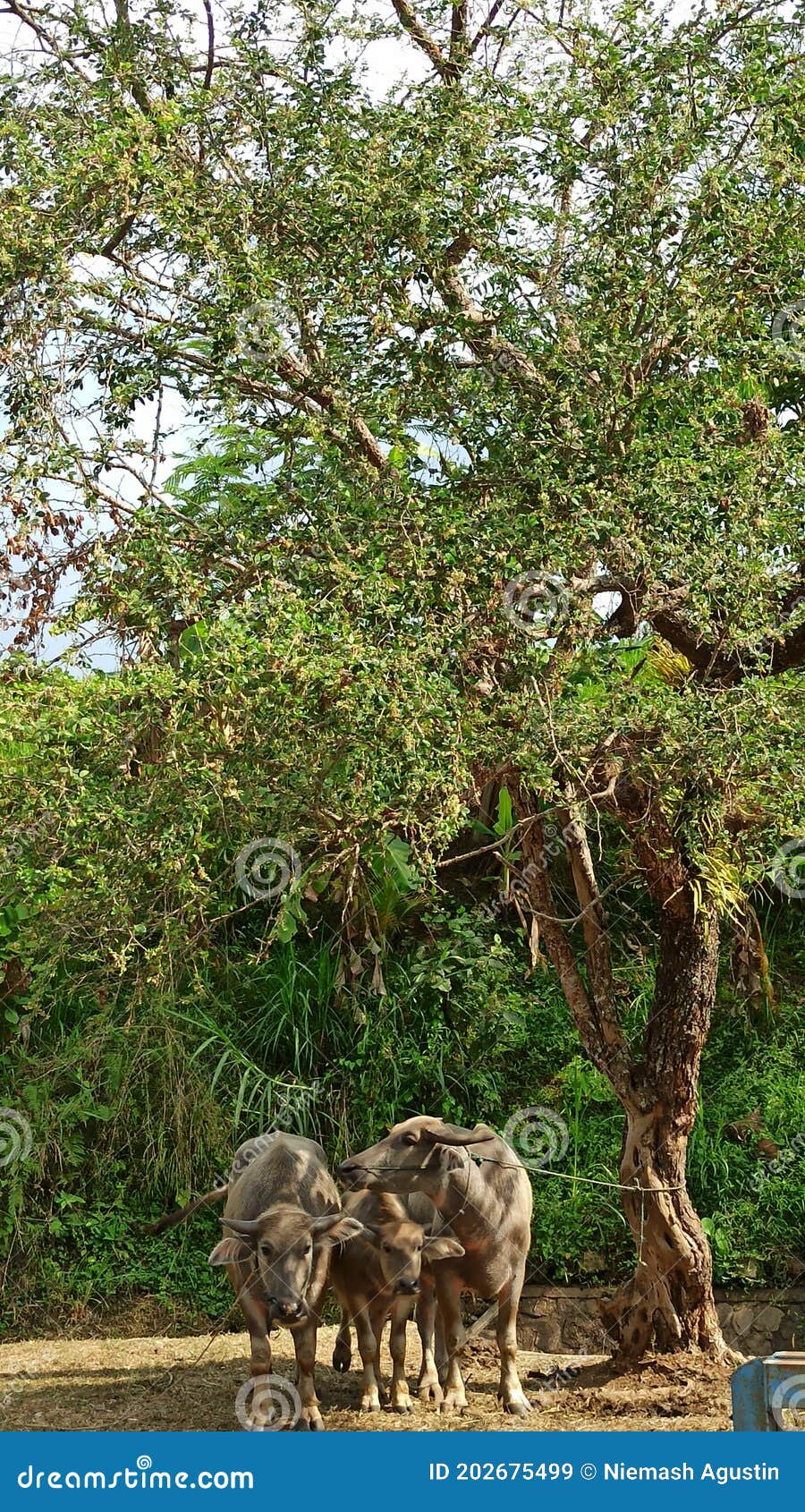 Three Buffalos Under a Tree, a Family of Buffalo Editorial Stock Image ...