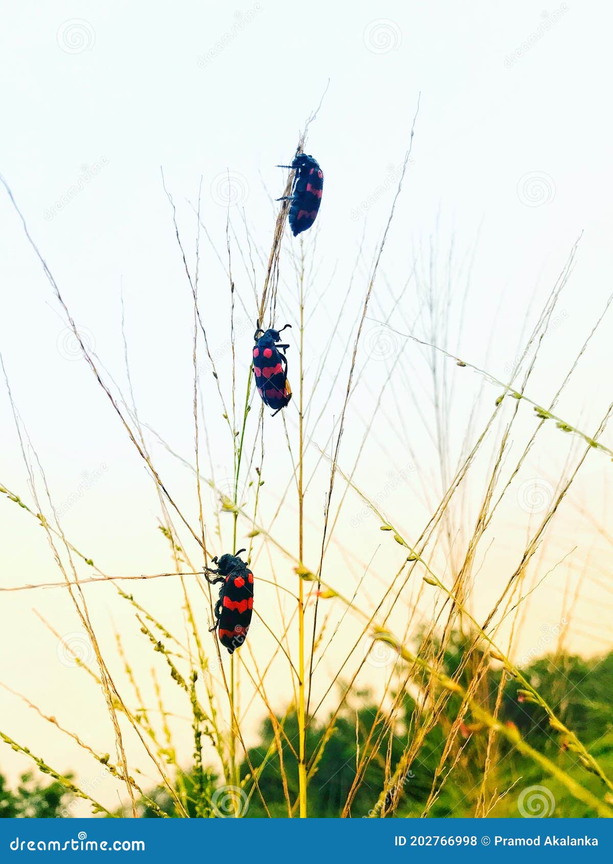 Three Bugs are Eating Thei Foods on the Grass Stock Photo - Image of ...