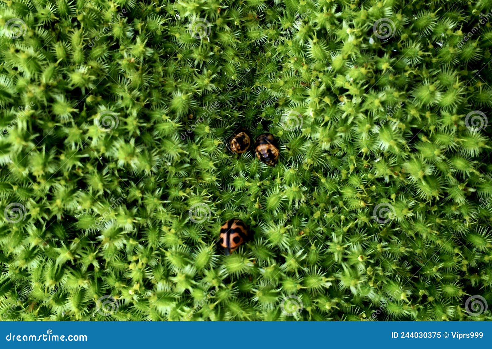 Three bugs on the moss stock image. Image of bugs, nature - 244030375