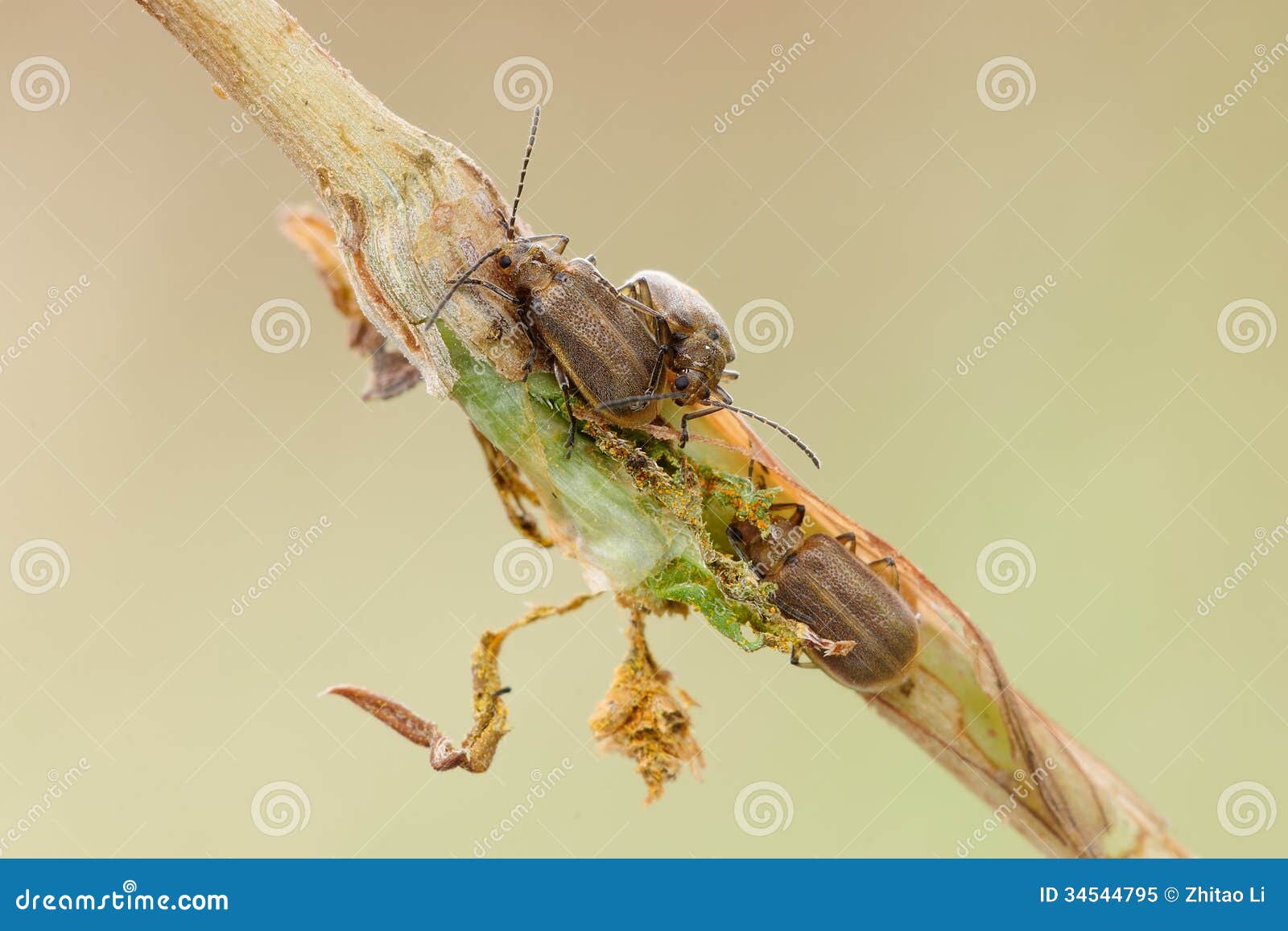 Three bugs stock image. Image of plant, animal, animals - 34544795
