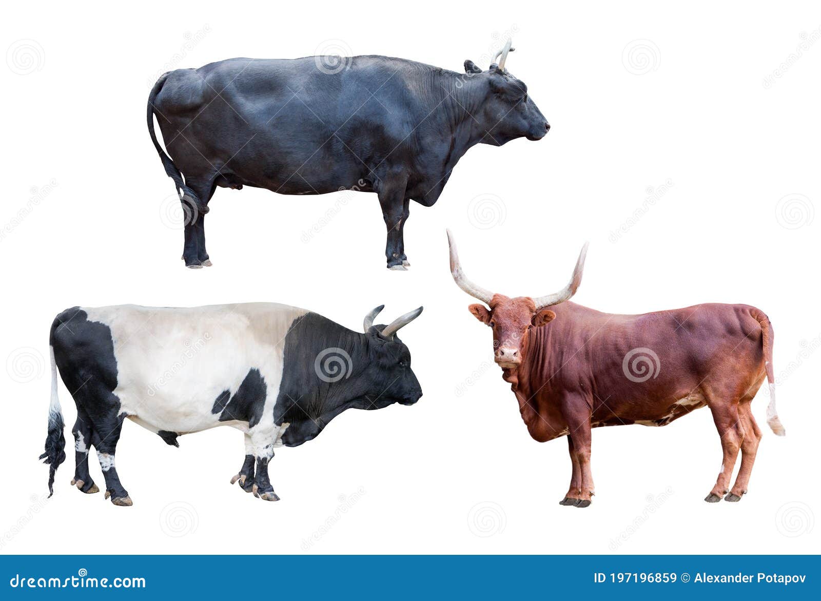 Three Colors Bulls Isolated on White Stock Image - Image of oxen ...