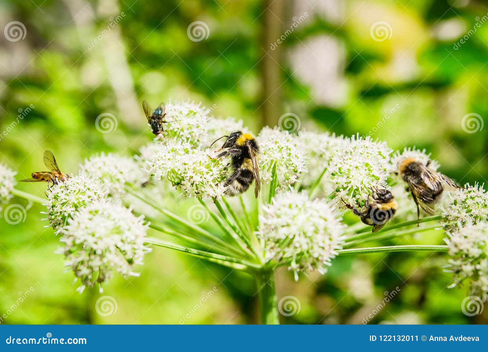 Three Bumblebees, a Bee and a Fly on a Flower Stock Image - Image of ...