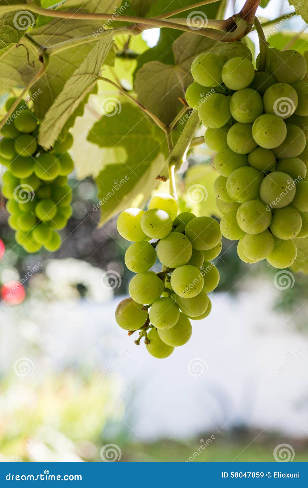 Three bunch of grapes stock image. Image of farming, green - 58047059