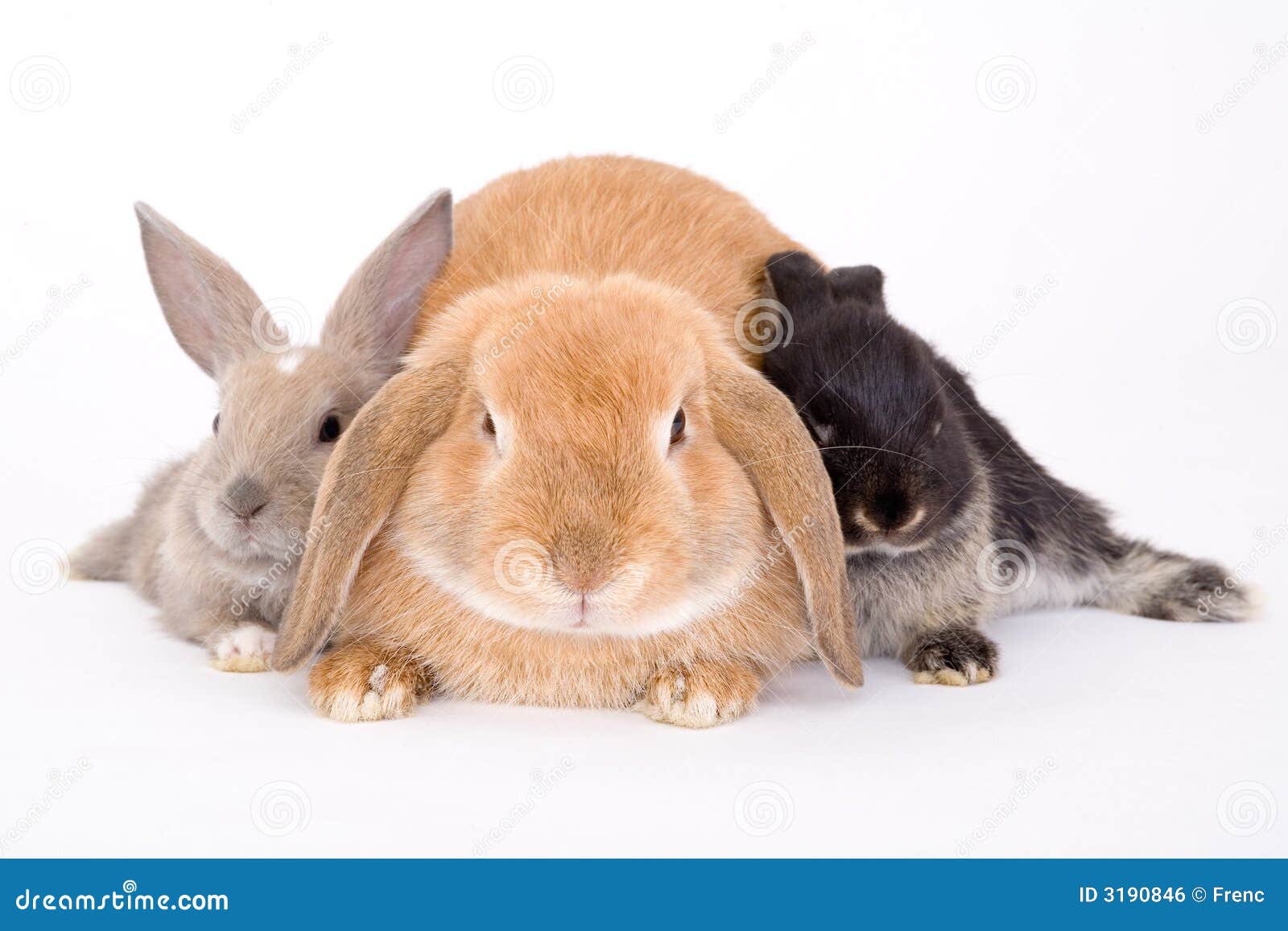 Three bunny stock photo. Image of domestic, three, creature - 3190846