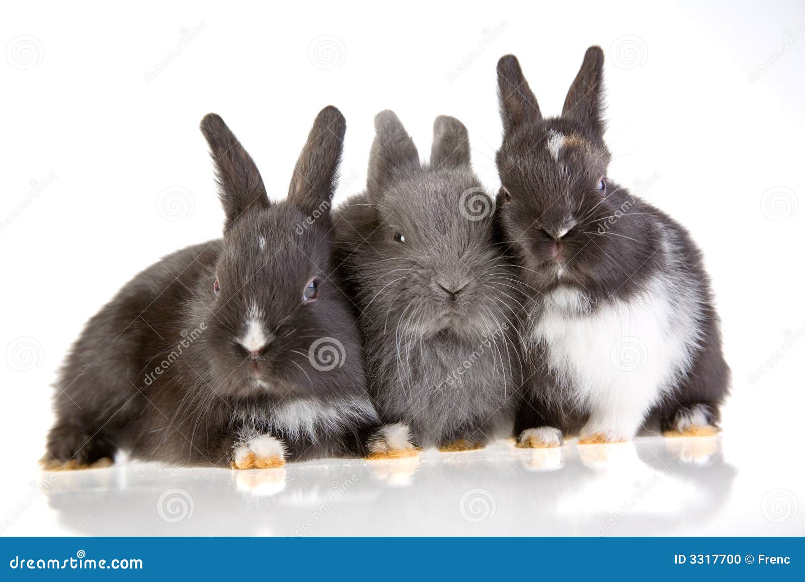 Three bunny stock photo. Image of young, rabbit, clean - 3317700