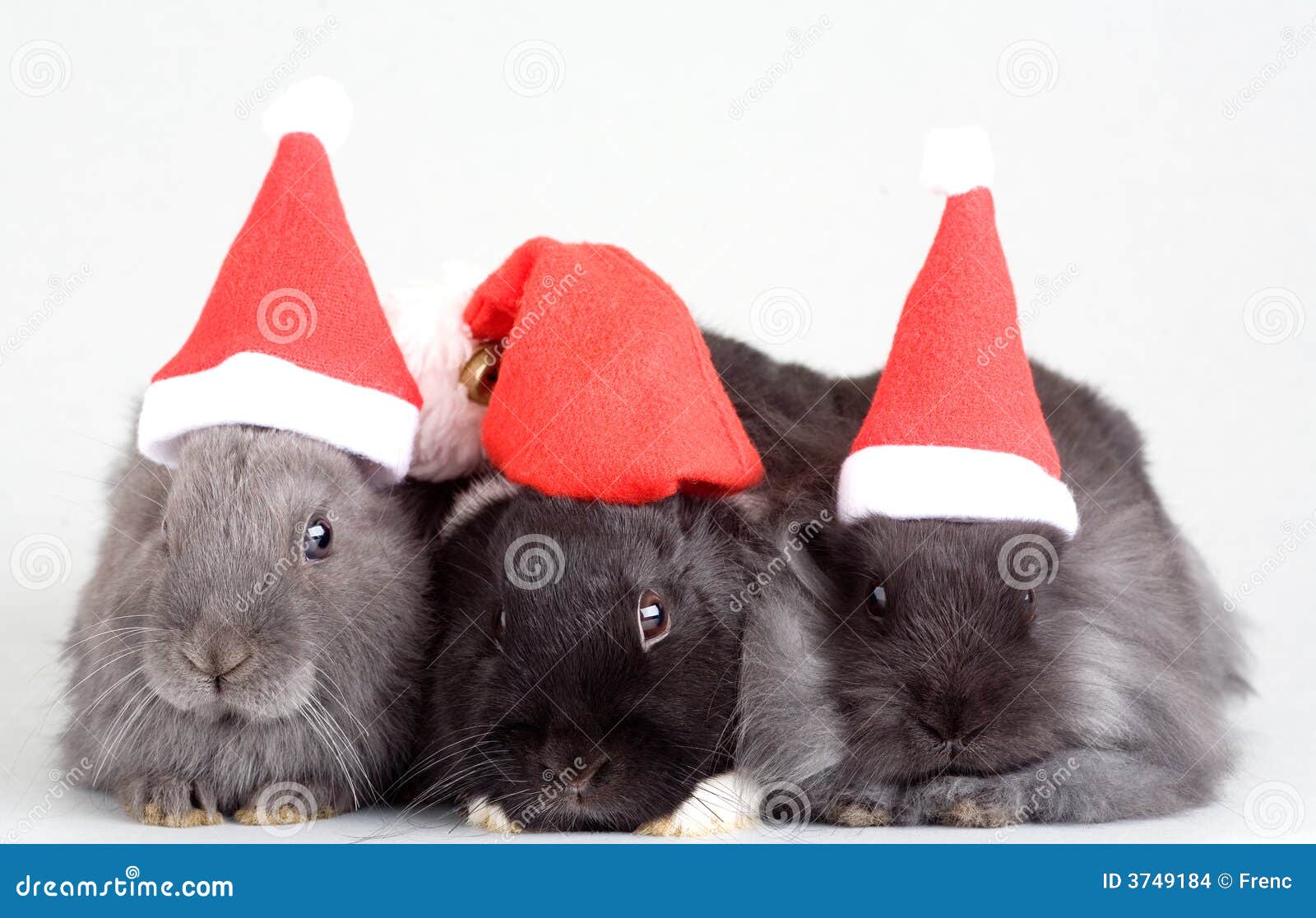 Three bunny in santa hat stock photo. Image of fleecy - 3749184