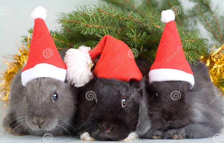 Three bunny in santa hat stock photo. Image of holiday - 3749196