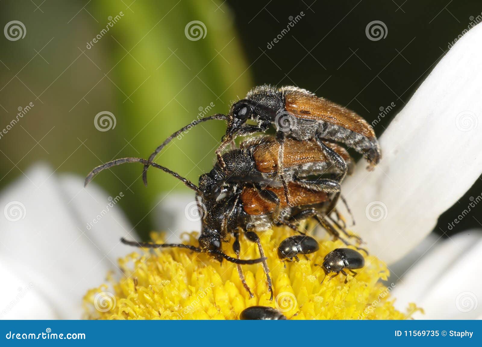 Three Busy Longhorn Beetles Stock Image - Image of cerambycidae, color ...