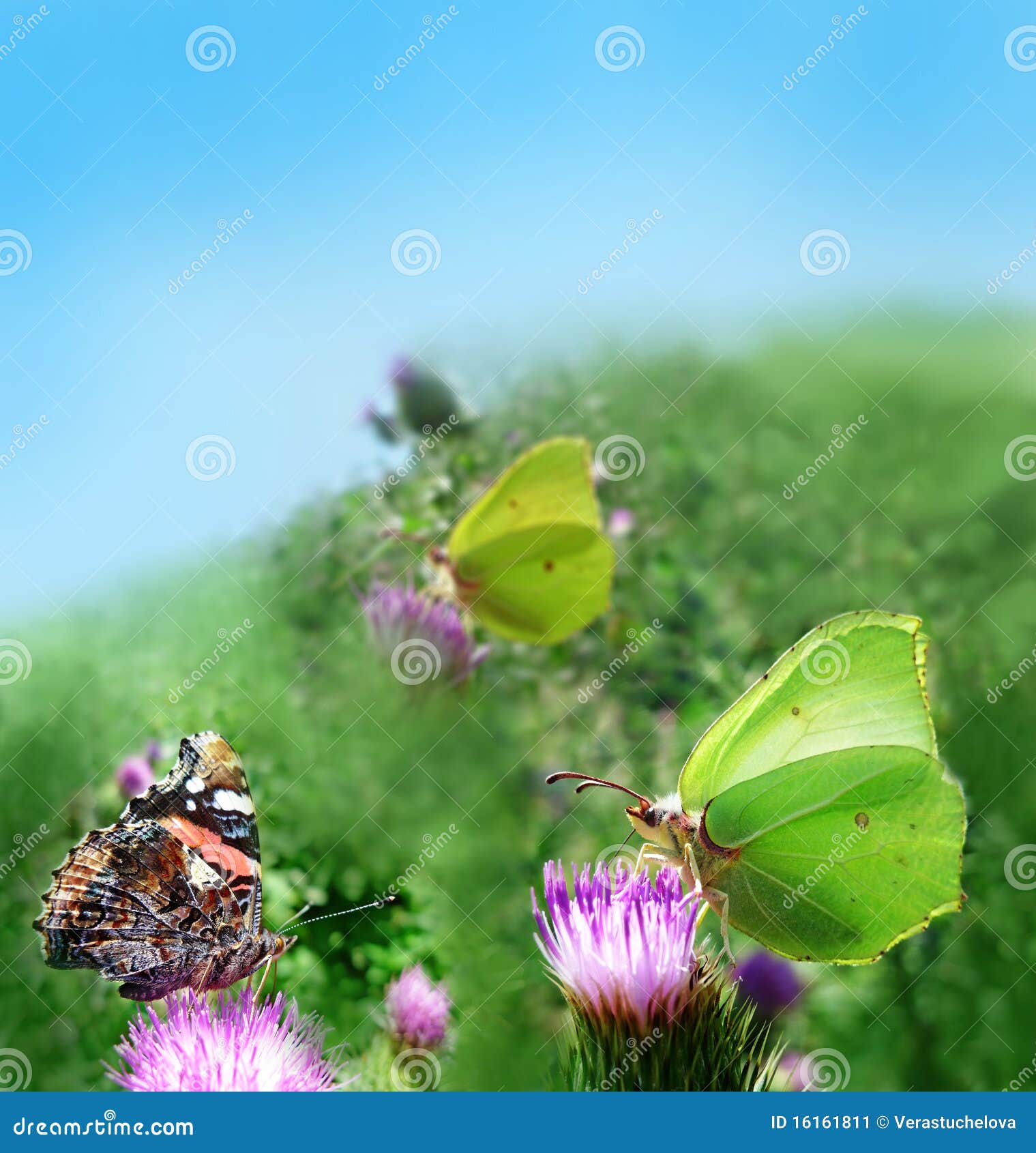 Three butterflies stock image. Image of legs, garden - 16161811