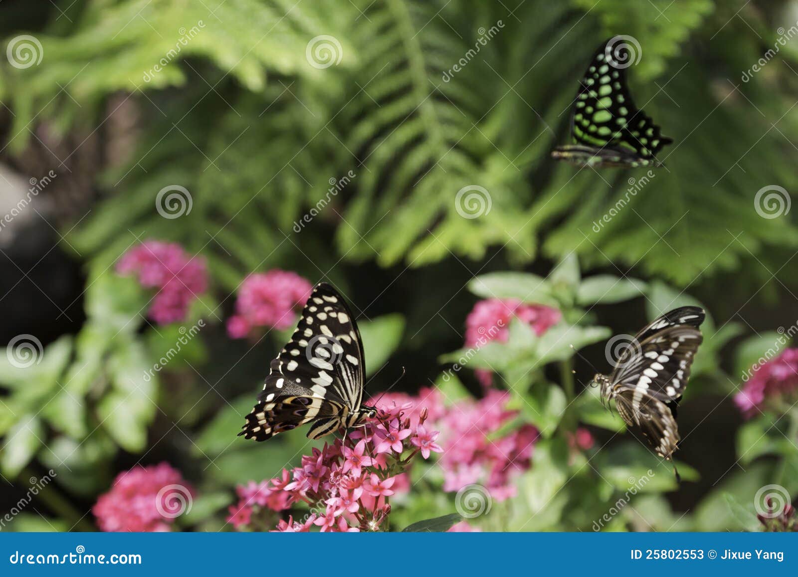 Three Butterflies stock image. Image of summer, head - 25802553