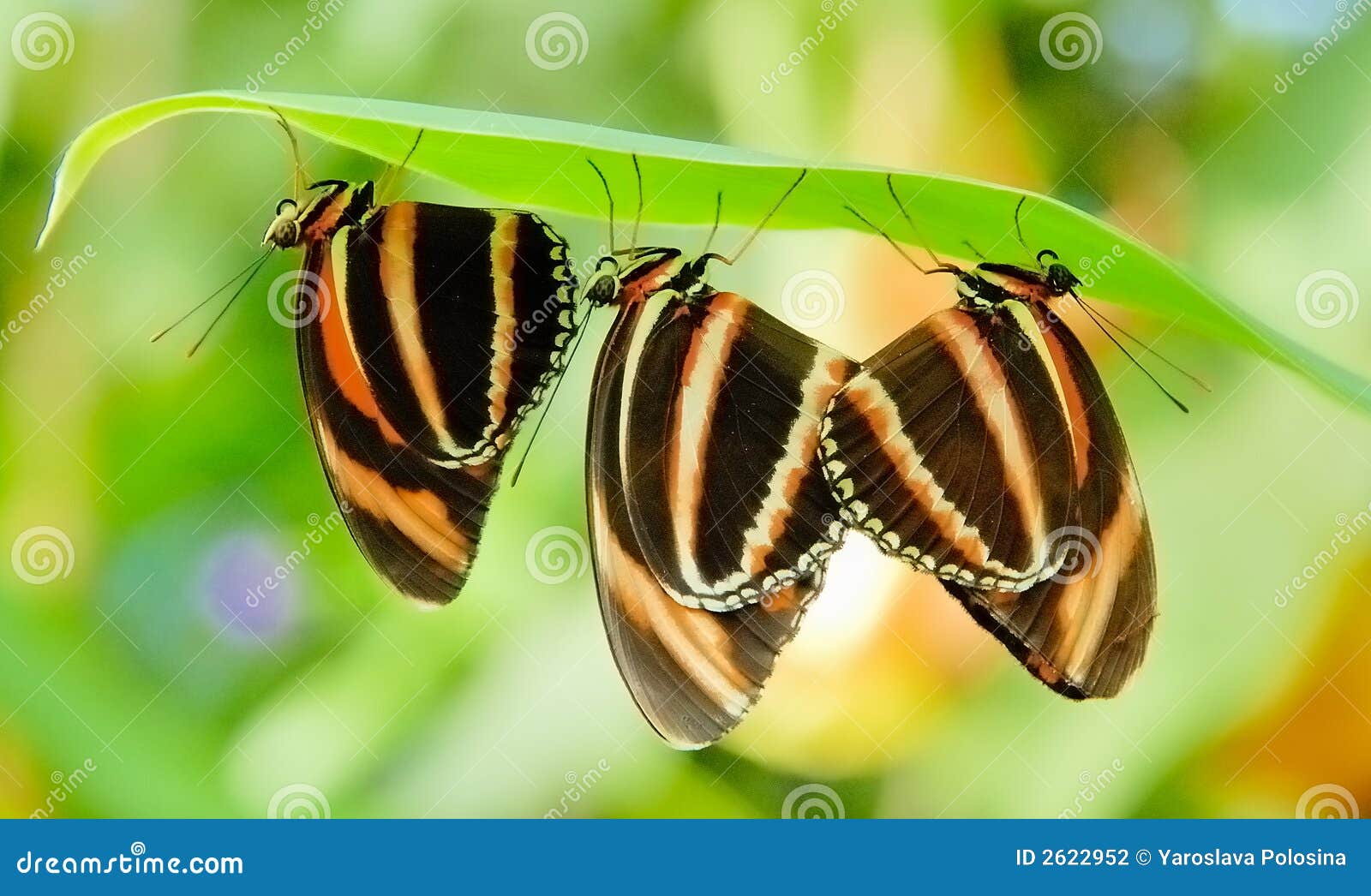 Three butterflies stock photo. Image of insect, tropical - 2622952