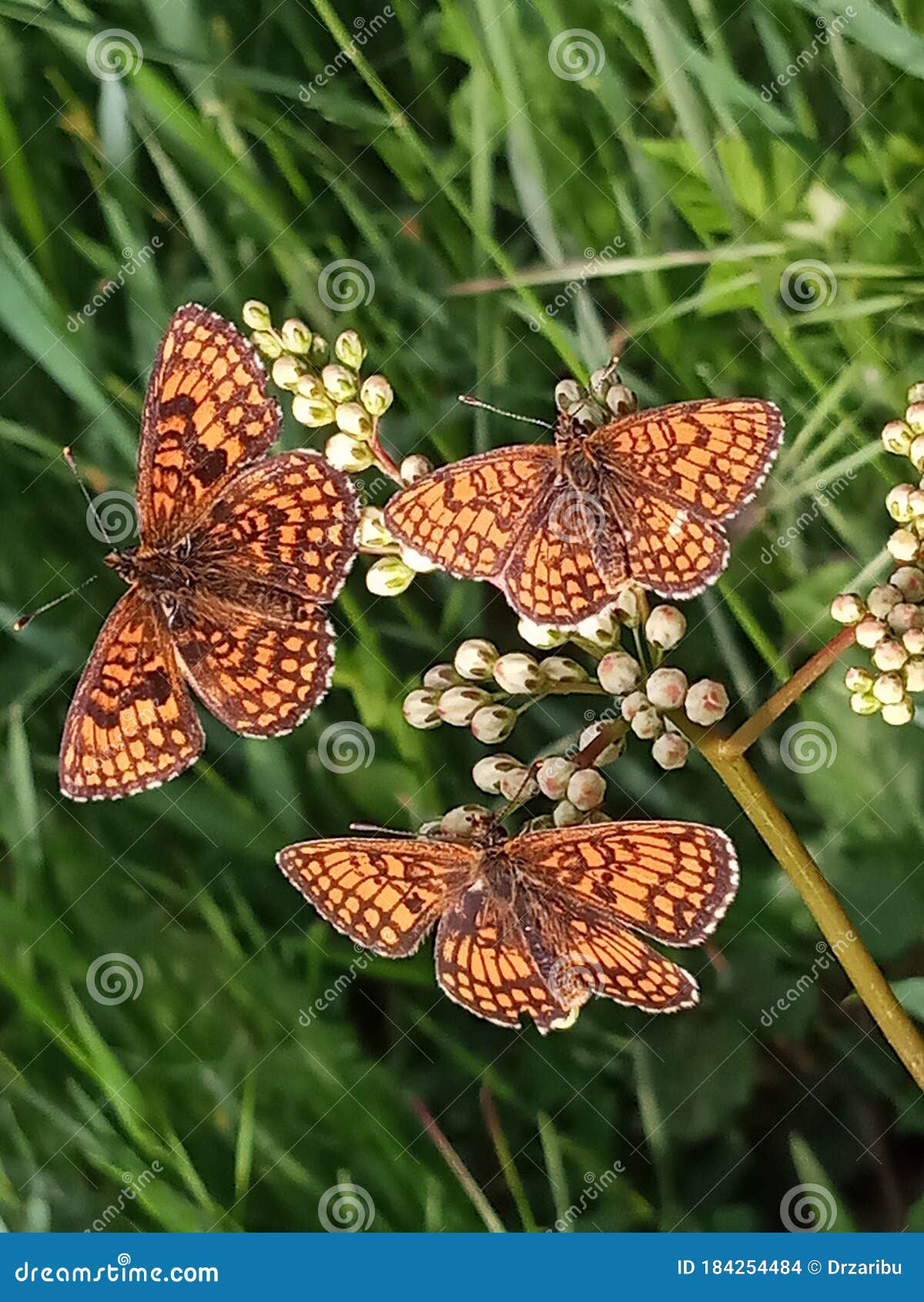 Three Butterflies on a Flower Stock Photo - Image of nature, three ...