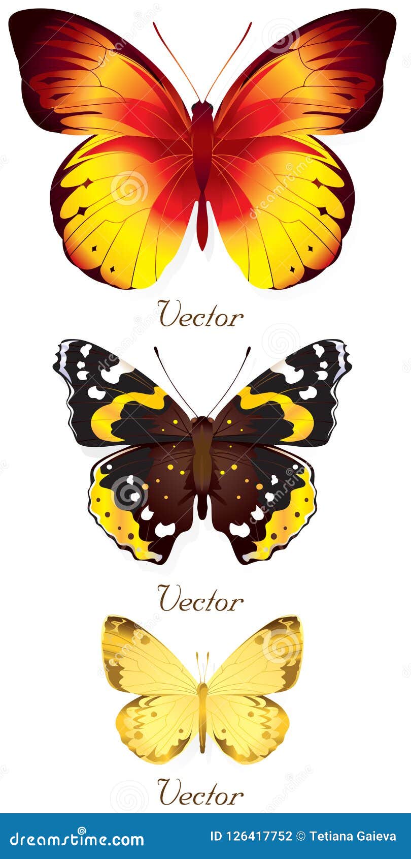 Three Butterflies on a White Background. Stock Vector - Illustration of ...
