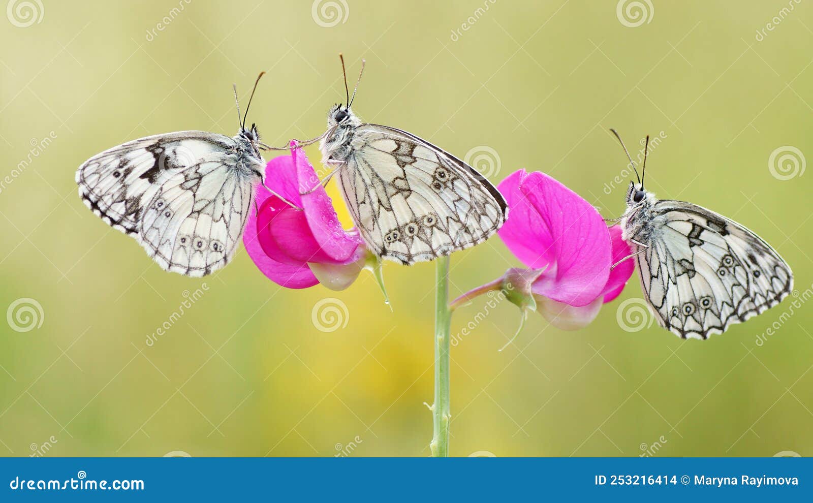 Three Butterflies Sit on a Pink Flower Stock Photo - Image of garden ...