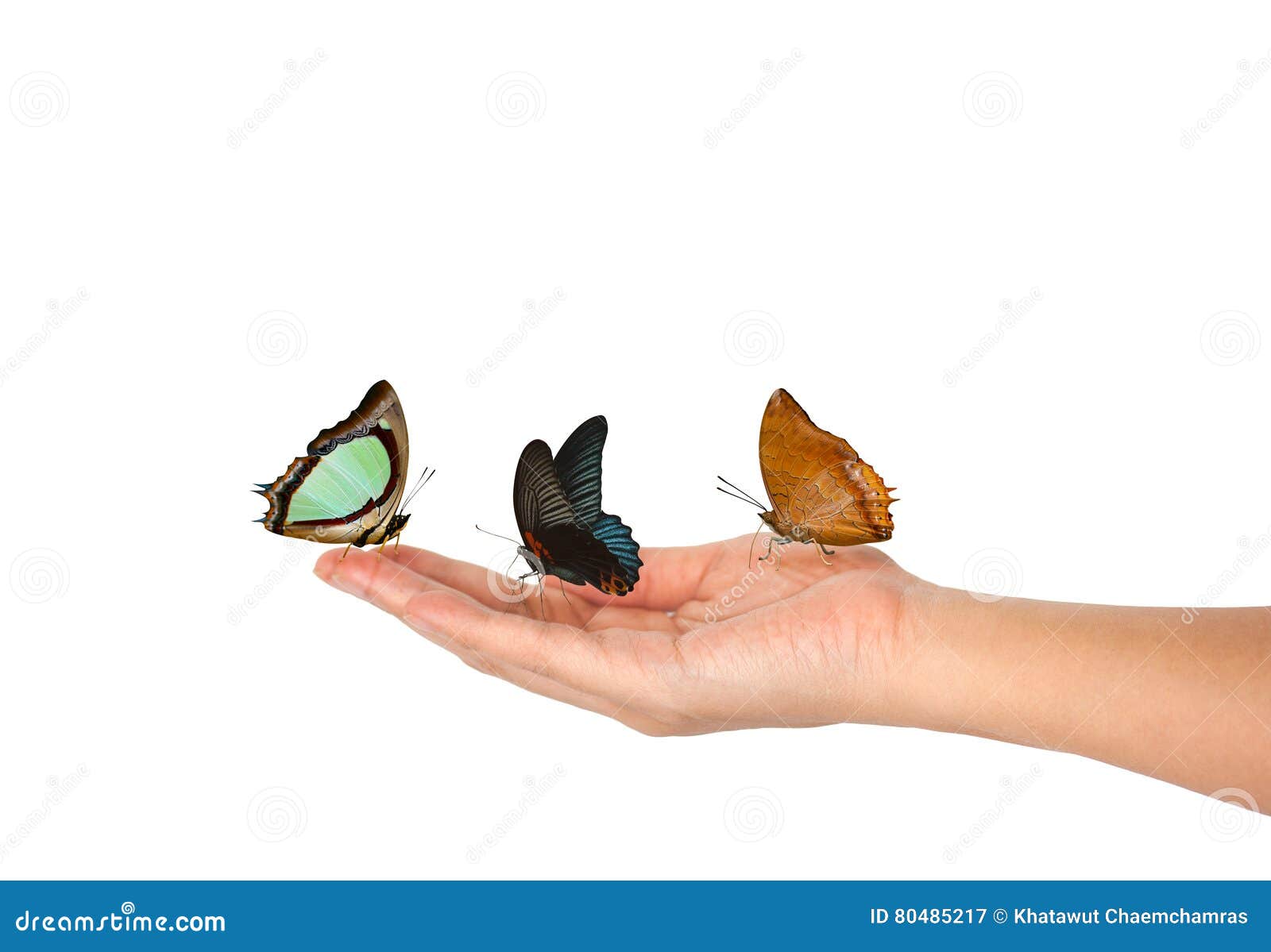 Three Red Butterfly Stock Photography | CartoonDealer.com #66921200